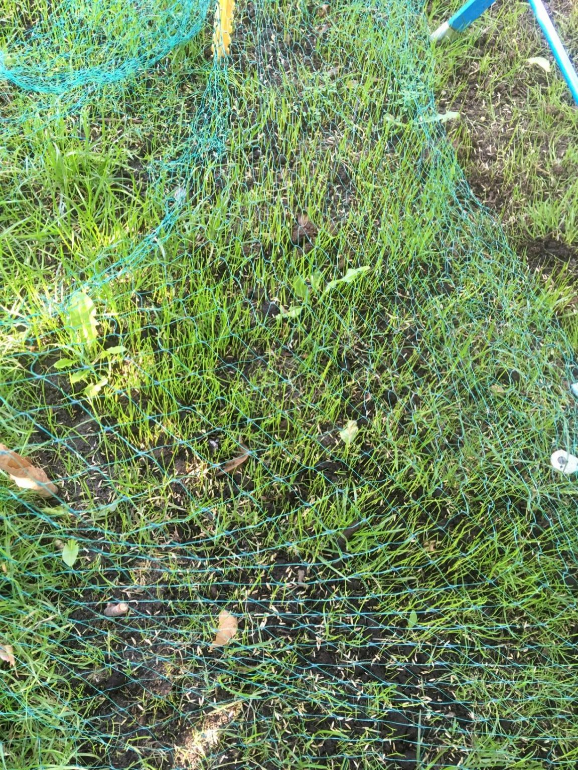 Fast Growing, Shade Tolerant Grass Seed for Any Lawn, Shade, Wet, Shine ...