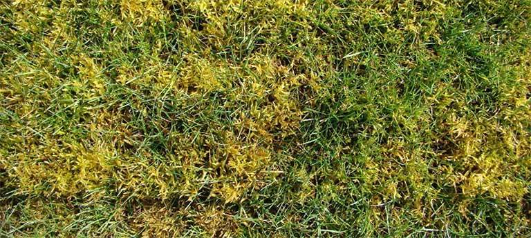 How to Kill Moss, Mould & Algae - Naturally & with Chemicals