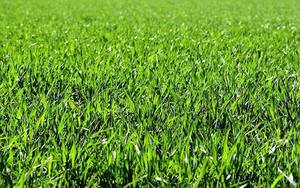 The Fastest Growing Grass Seed that Grows Anywhere