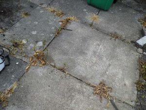 How to Kill Weeds Permanently, Get Rid of Weeds Forever.