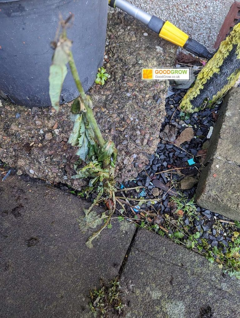 Does 27p Salt REALLY Kill Weeds? Is Salt a Weed Killer?