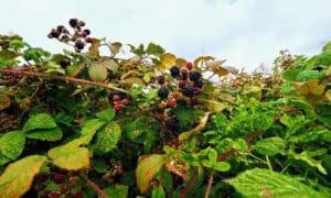 How do you get rid of brambles permanently? Fast & easy methods