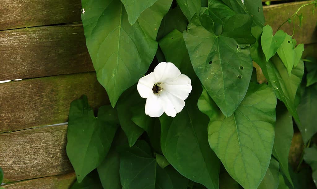 Killing Bindweed : Easy & Permanent Eradication Methods