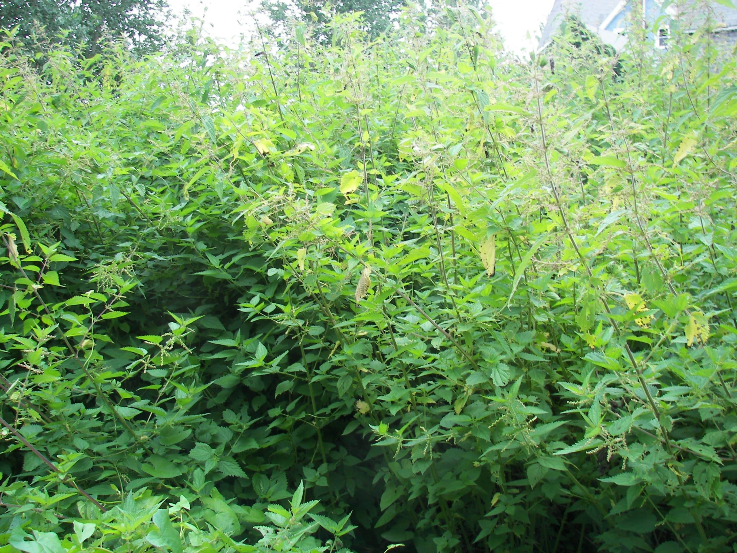 Nettle Killers: Get Rid of Stinging Plants (Forever) Naturally or?