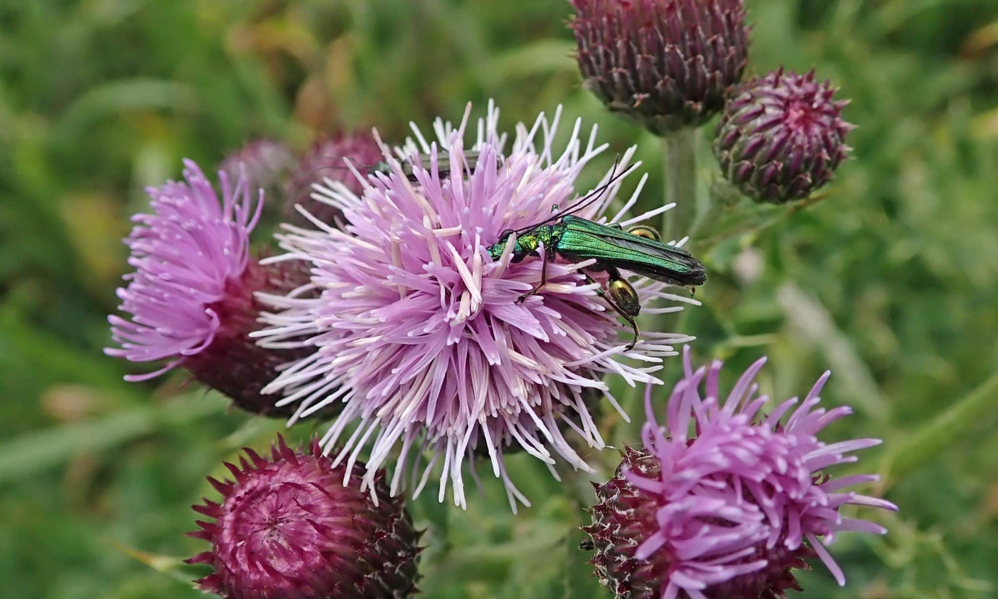 Killing Thistles & Their Roots (Easiest Ways to do it)