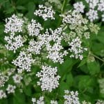 Killing Ground Elder : The Easy Way or the Hard Way? You Decide!