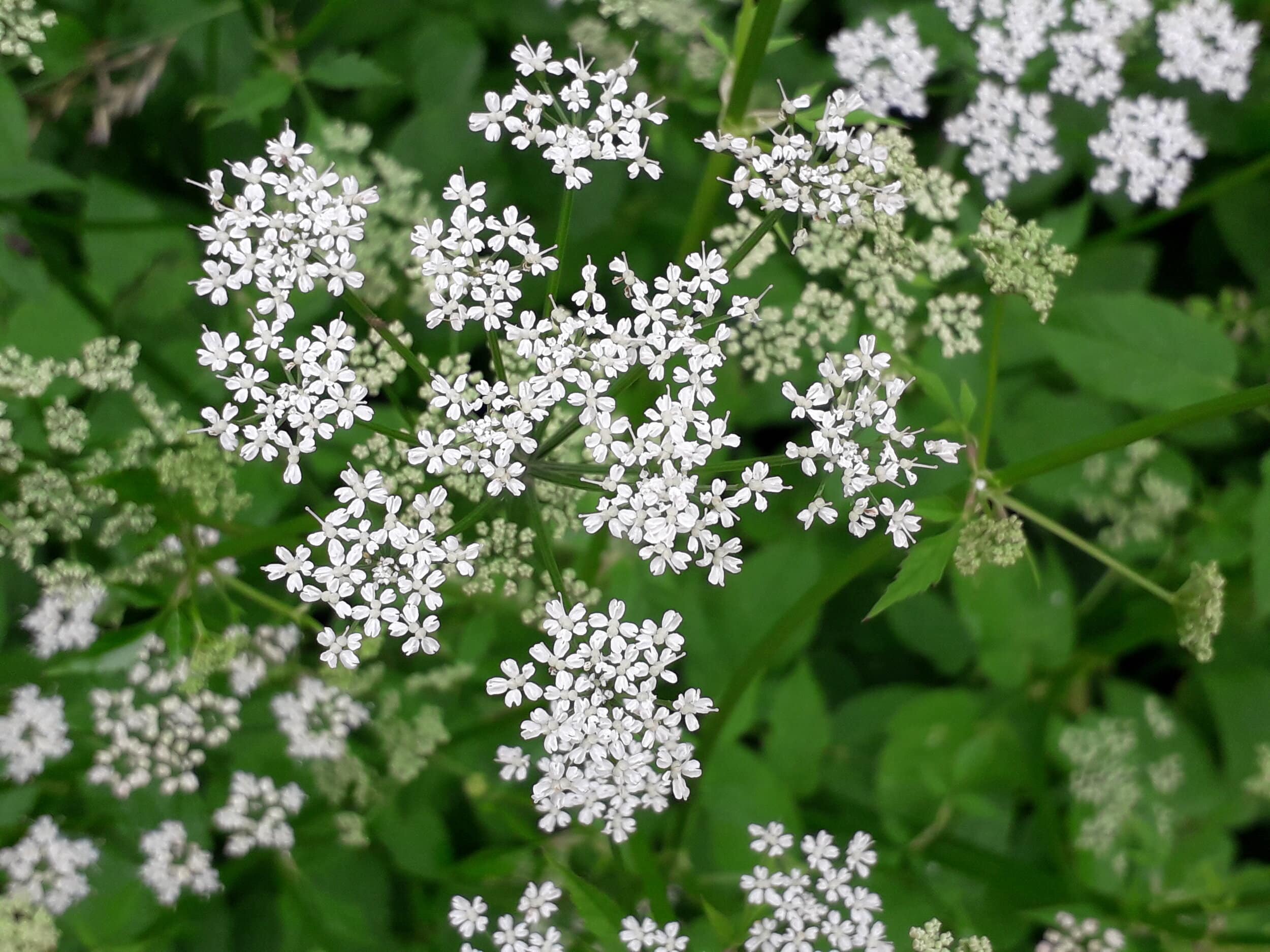 Killing Ground Elder : The Easy Way or the Hard Way? You Decide!