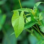 Killing Bindweed : Easy & Permanent Eradication Methods
