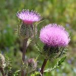 Killing Thistles & Their Roots (Easiest Ways to do it)