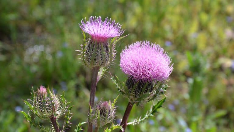 Killing Thistles & Their Roots (Easiest Ways to do it)