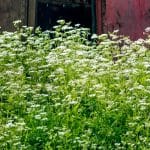 How to Kill Ground Elder Permanently Get Rid of Ground Elder