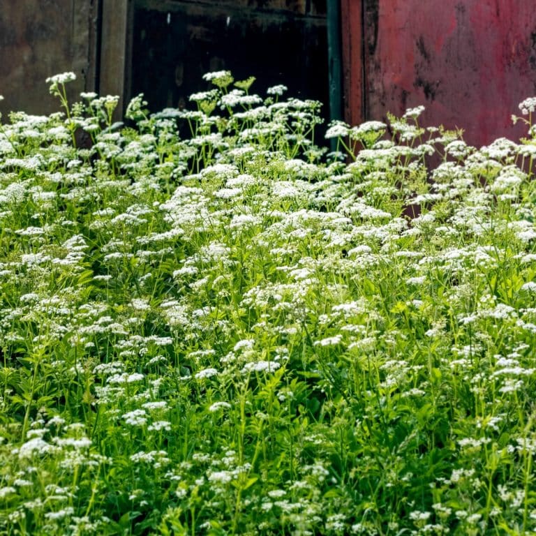 How to Kill Ground Elder Permanently Get Rid of Ground Elder