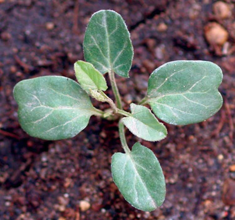 Killing Bindweed : Easy & Permanent Eradication Methods