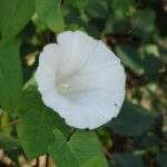 Killing Bindweed : Easy & Permanent Eradication Methods