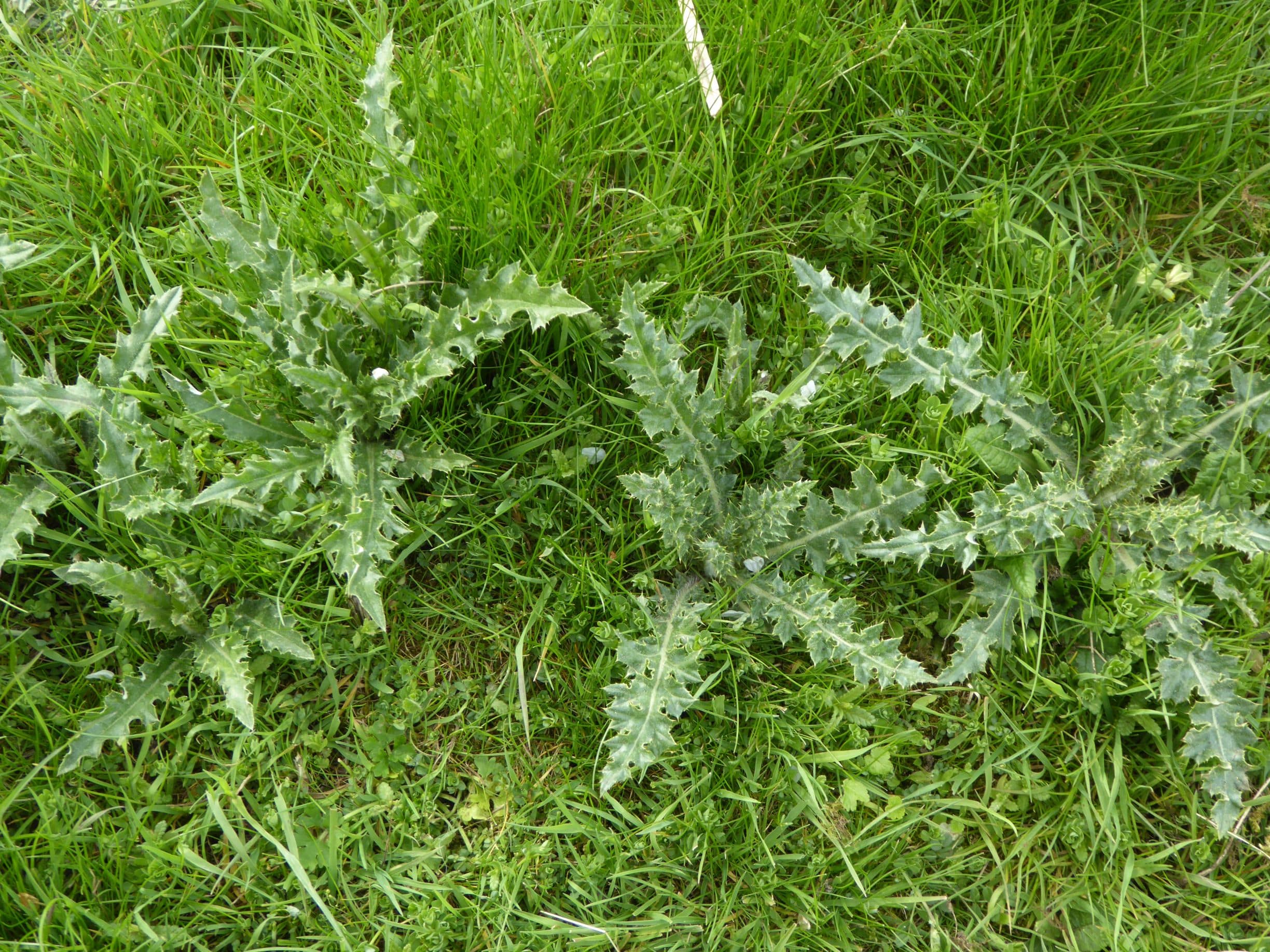 Killing Thistles & Their Roots (Easiest Ways to do it)