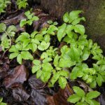 Killing Ground Elder : The Easy Way or the Hard Way? You Decide!