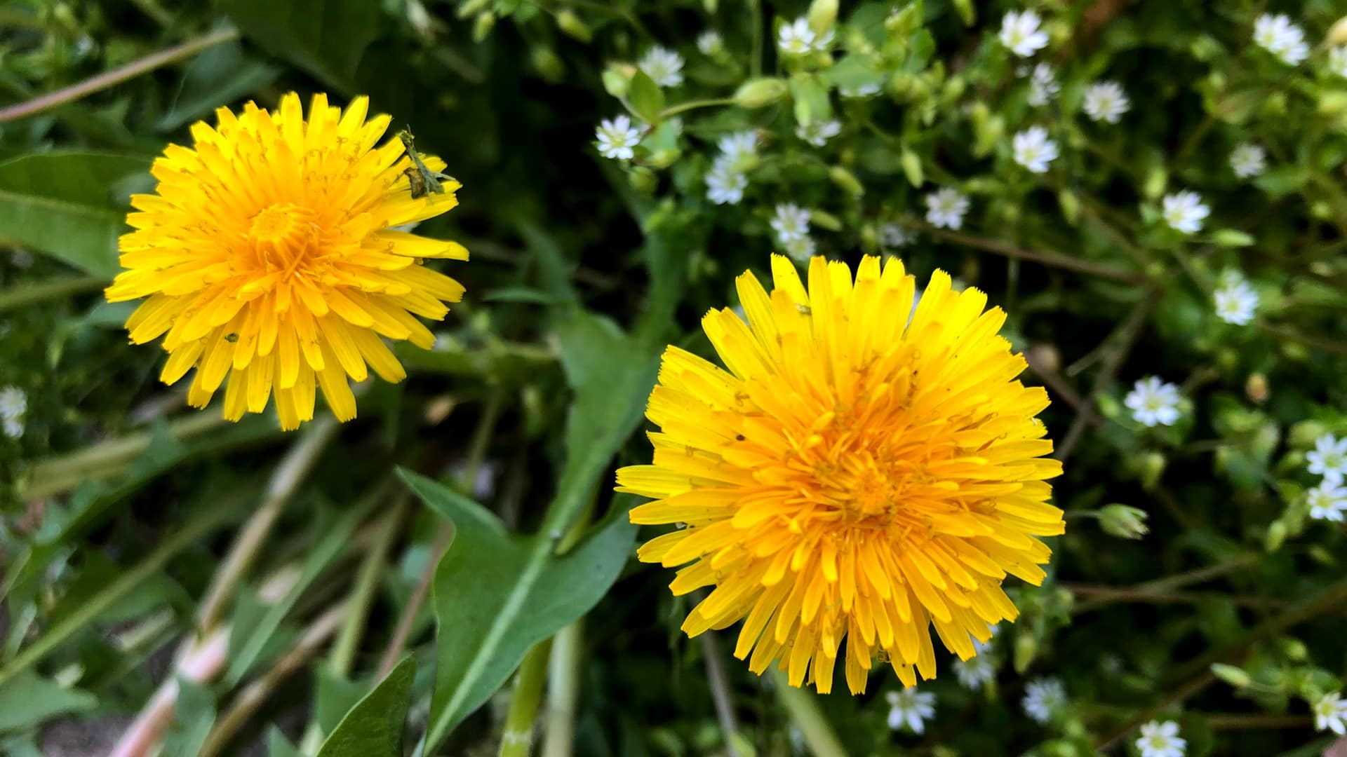 How to Get Rid of Dandelions Forever without Killing Grass UK