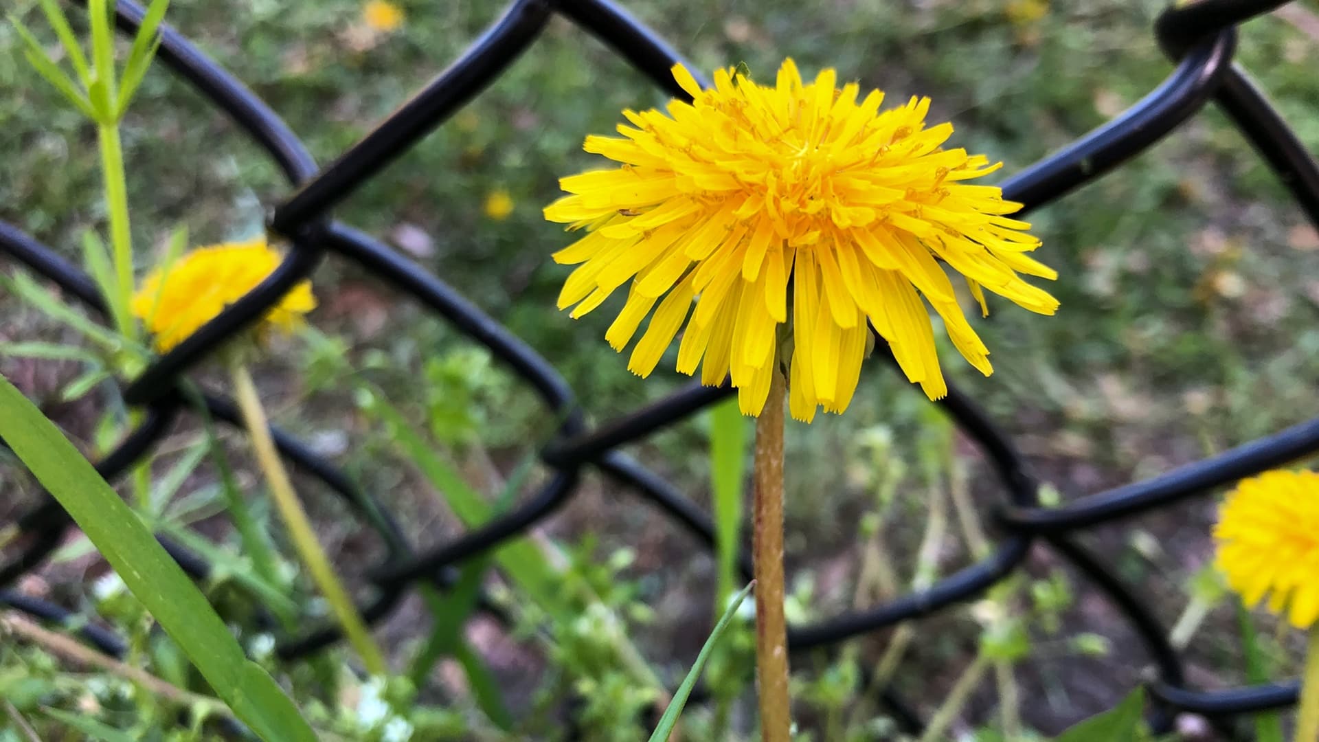 How to Get Rid of Dandelions Forever without Killing Grass UK