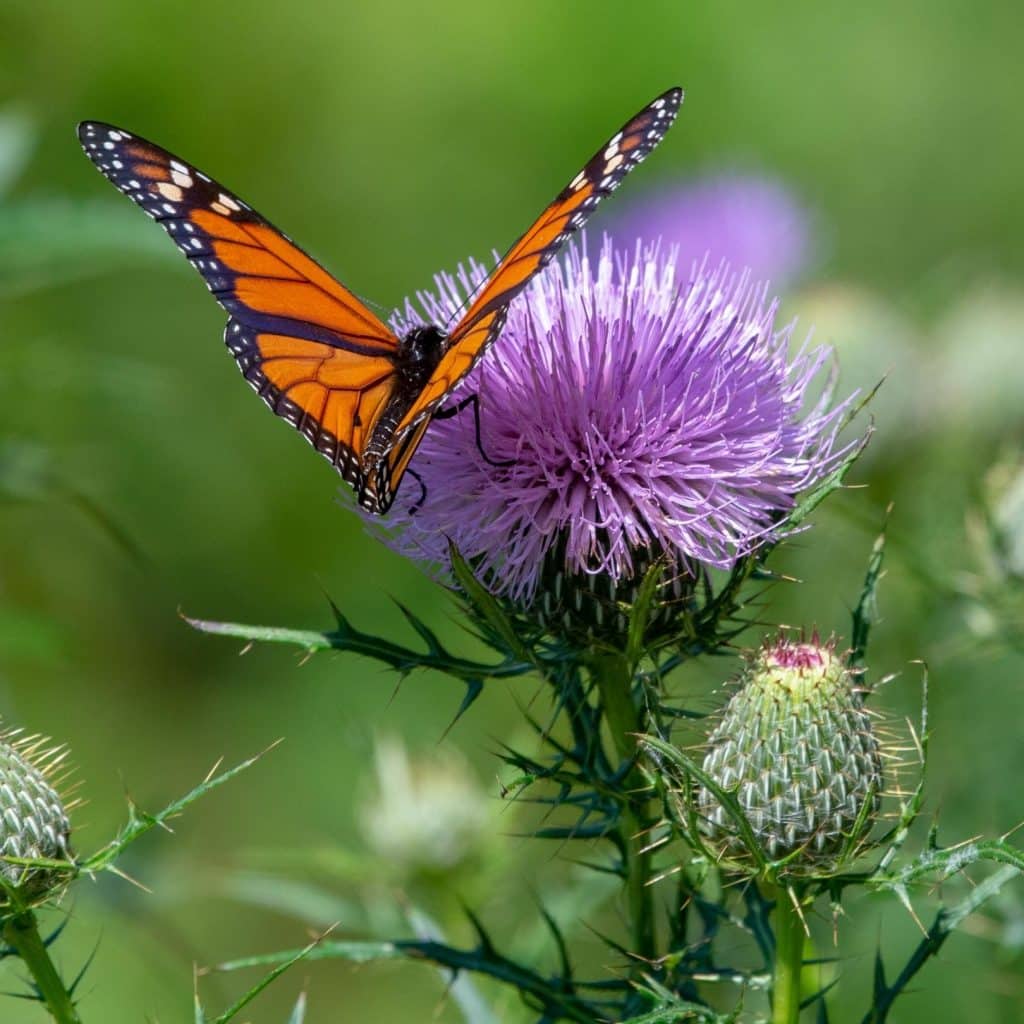 Killing Thistles & Their Roots (Easiest Ways to do it)