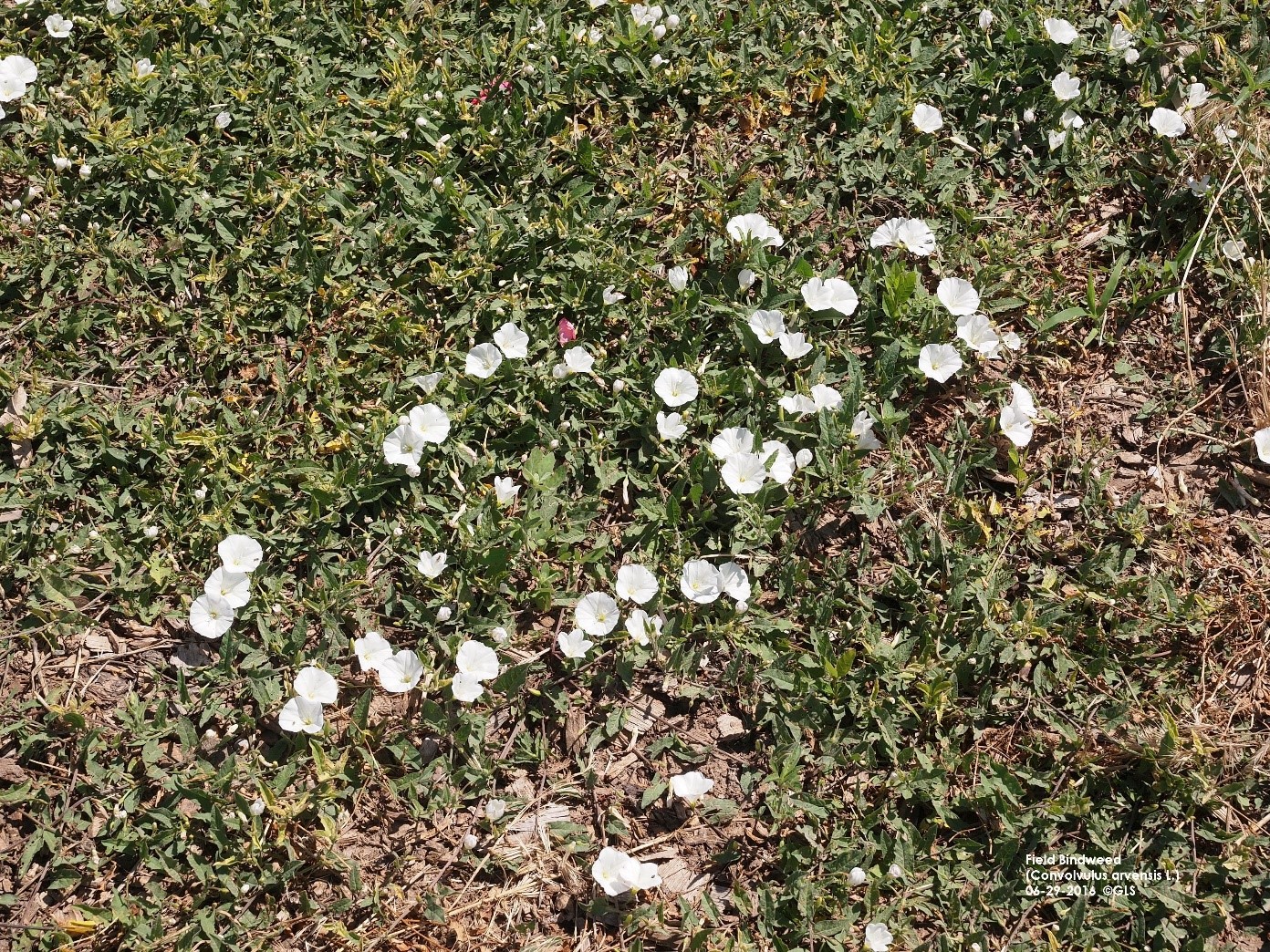 Killing Bindweed : Easy & Permanent Eradication Methods