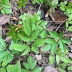 Killing Ground Elder : The Easy Way or the Hard Way? You Decide!
