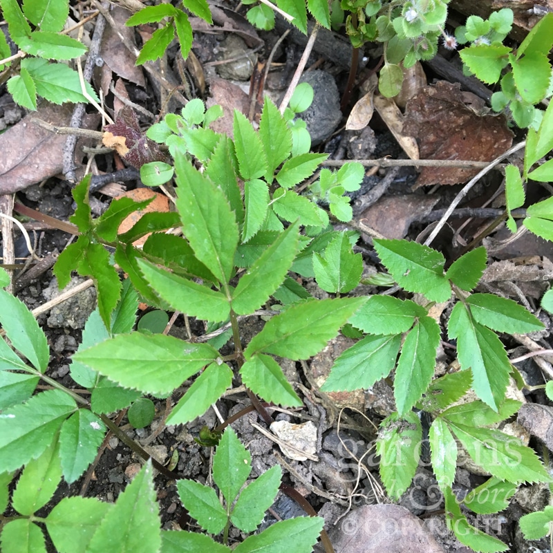 Killing Ground Elder : The Easy Way or the Hard Way? You Decide!
