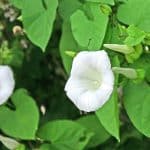 Killing Bindweed : Easy & Permanent Eradication Methods