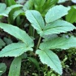 Killing Ground Elder : The Easy Way or the Hard Way? You Decide!