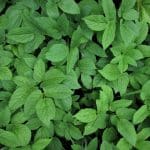 Killing Ground Elder : The Easy Way or the Hard Way? You Decide!