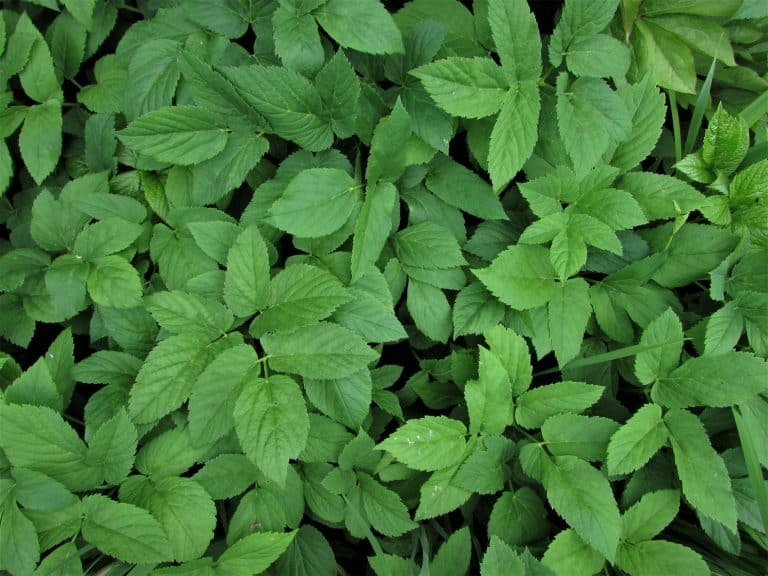 How to Kill Ground Elder Permanently Get Rid of Ground Elder