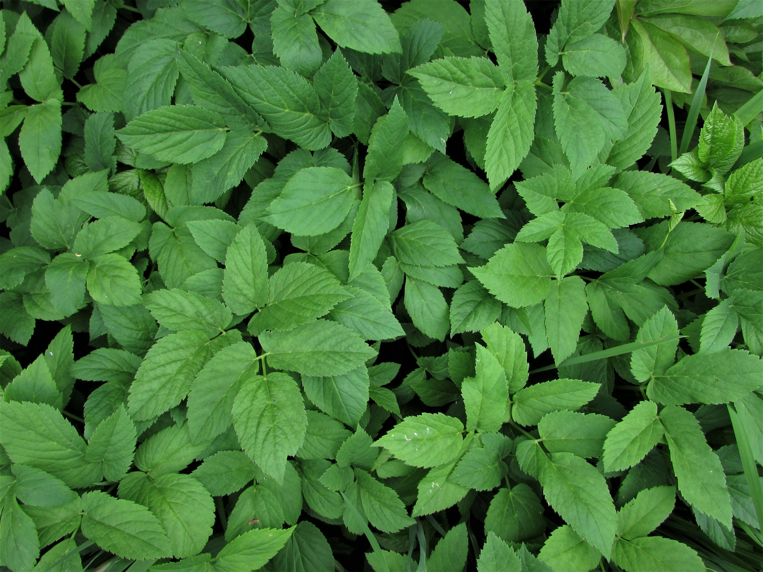 Killing Ground Elder : The Easy Way or the Hard Way? You Decide!