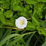 Killing Bindweed : Easy & Permanent Eradication Methods
