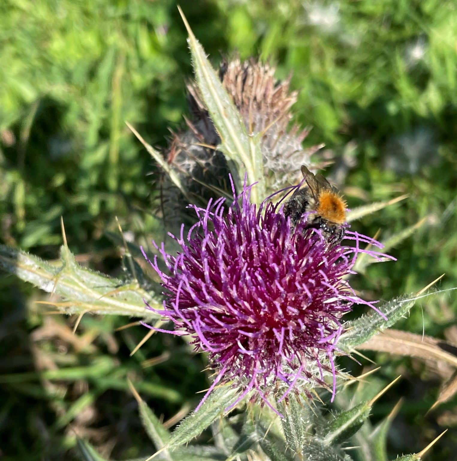 Killing Thistles & Their Roots (Easiest Ways to do it)