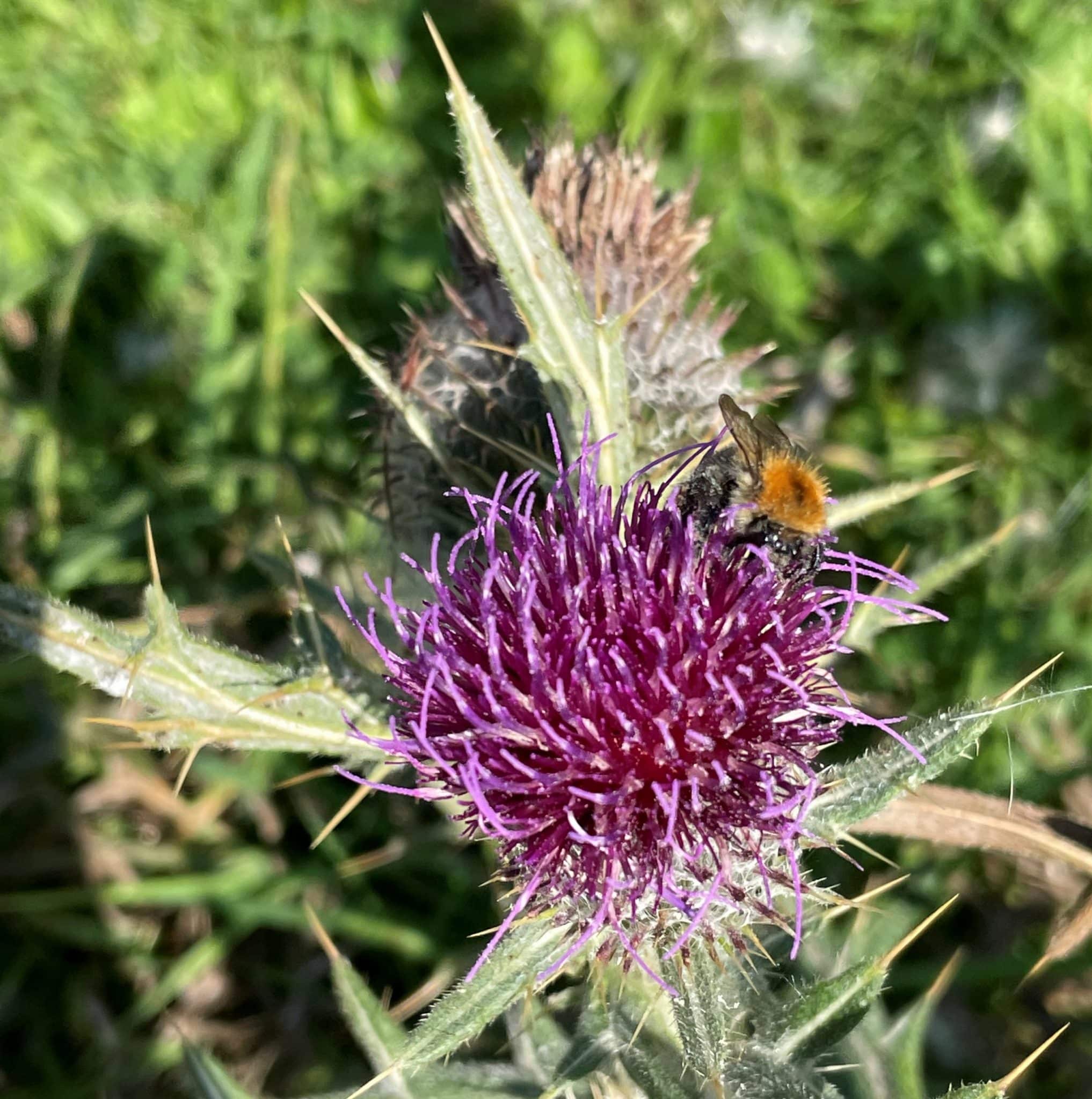 Killing Thistles & Their Roots (Easiest Ways to do it)