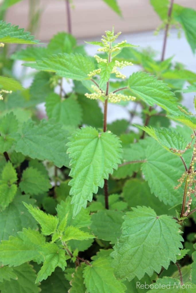Nettle Killers: Get Rid of Stinging Plants (Forever) Naturally or?