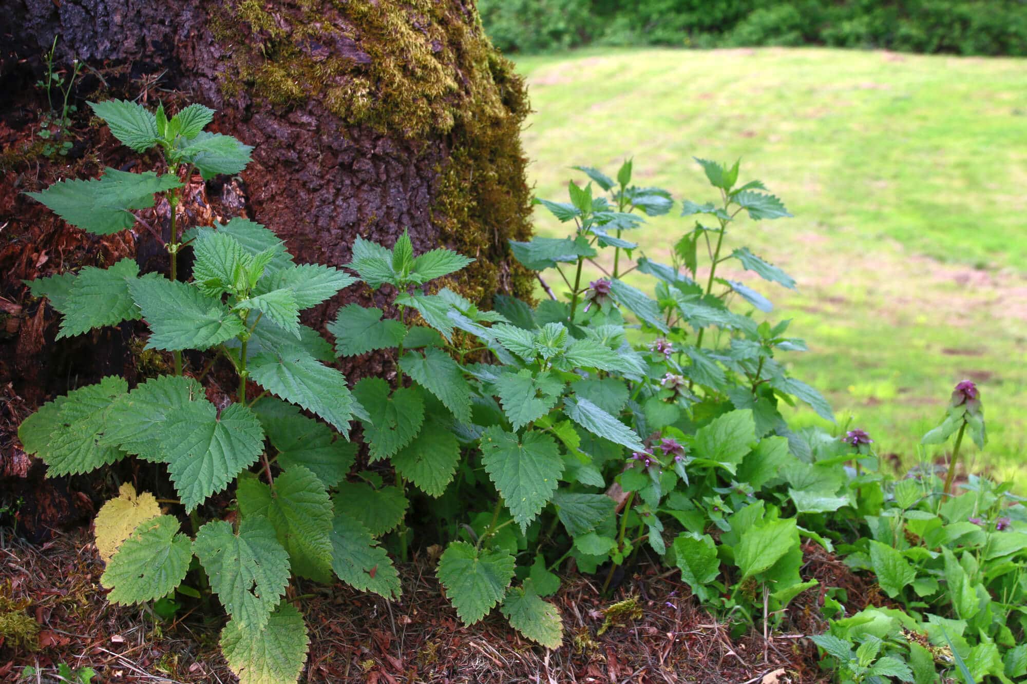 Nettle Killers: Get Rid of Stinging Plants (Forever) Naturally or?