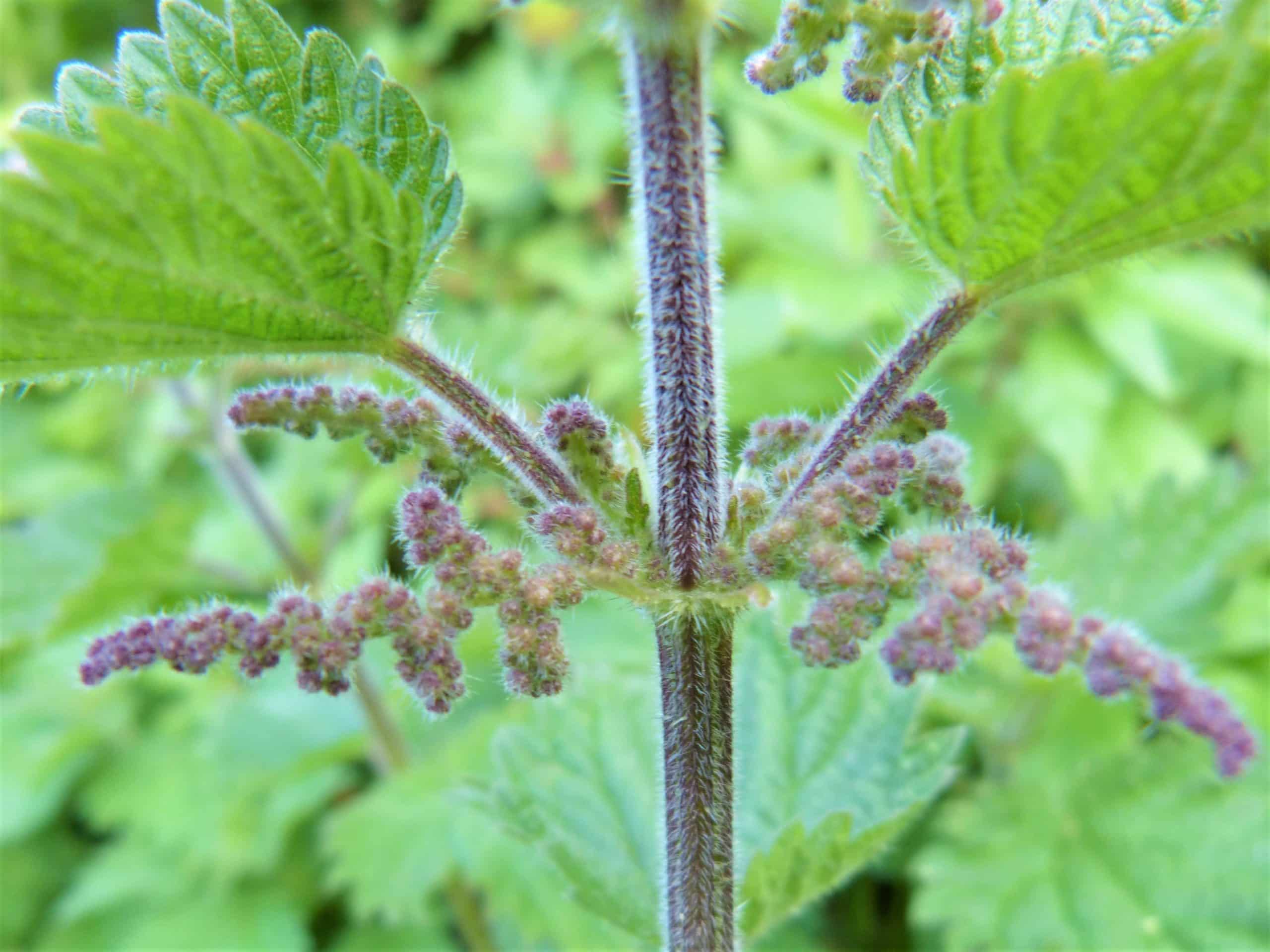 Nettle Killers: Get Rid of Stinging Plants (Forever) Naturally or?