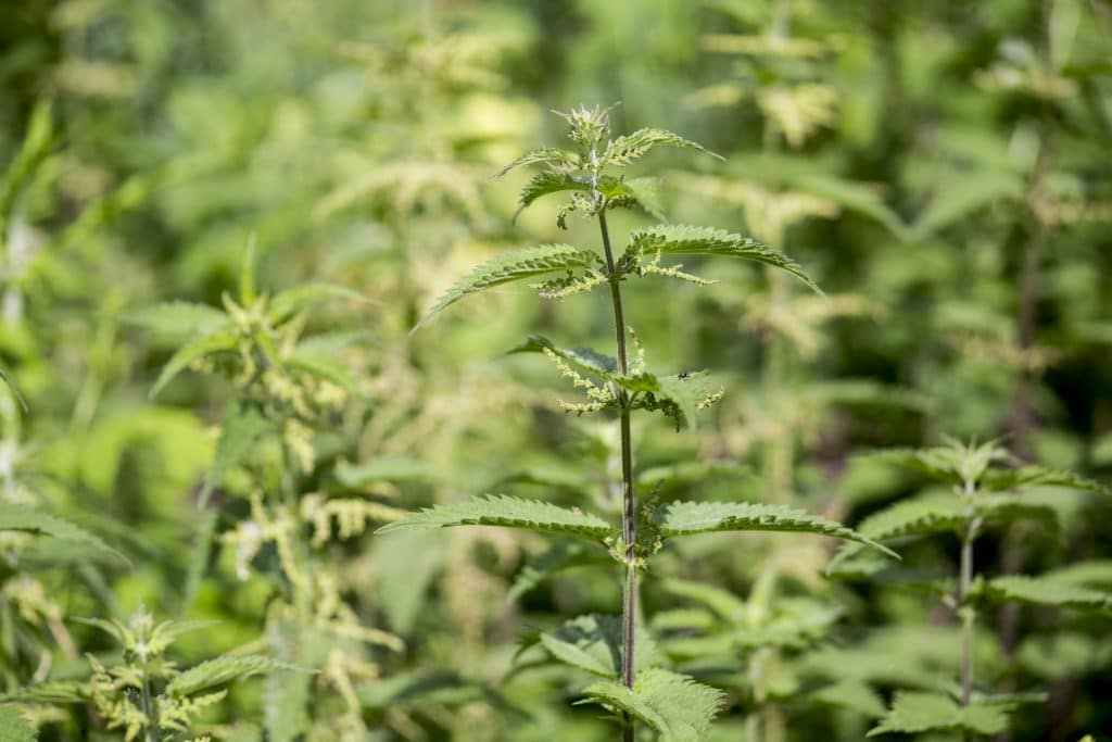 Nettle Killers Get Rid Of Stinging Plants Forever Naturally Or