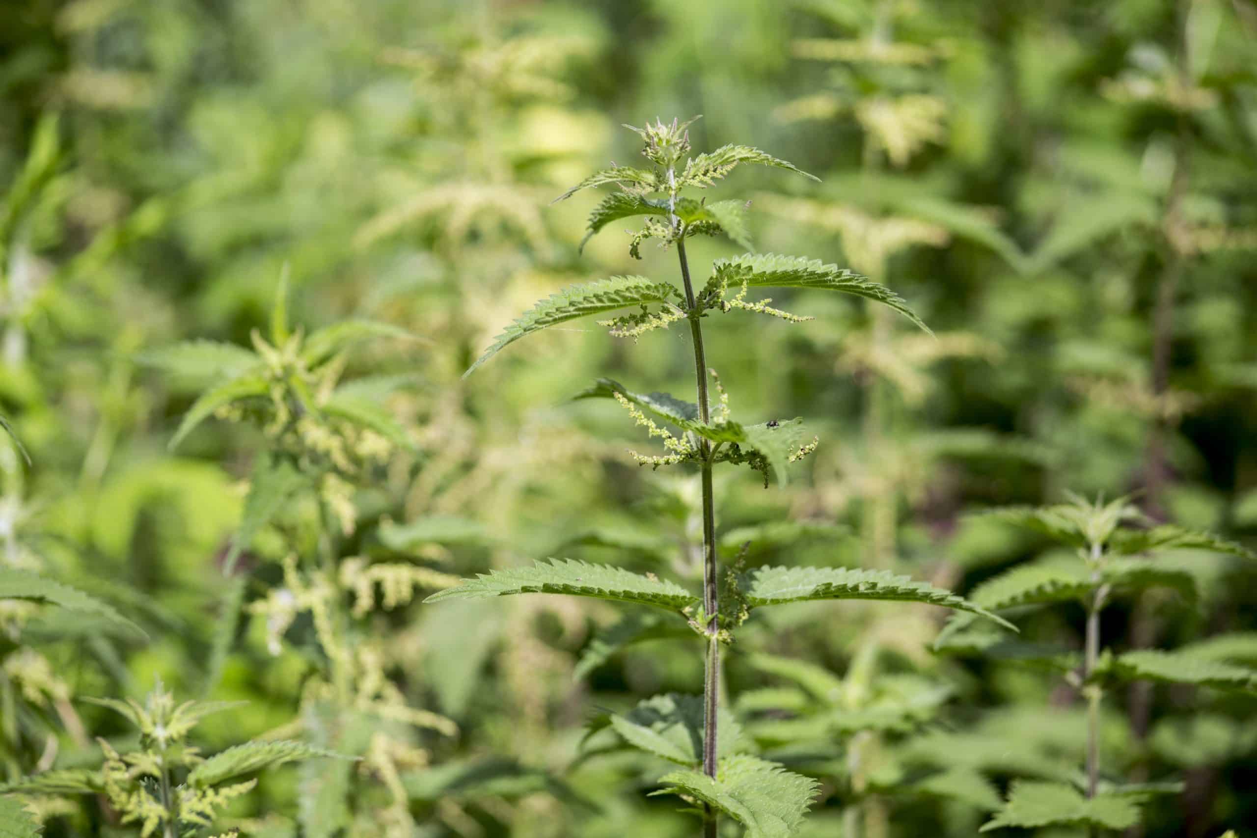 Nettle Killers: Get Rid of Stinging Plants (Forever) Naturally or?