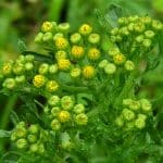 Ragwort Problems? How to Control & Kill This Poisonous Plant