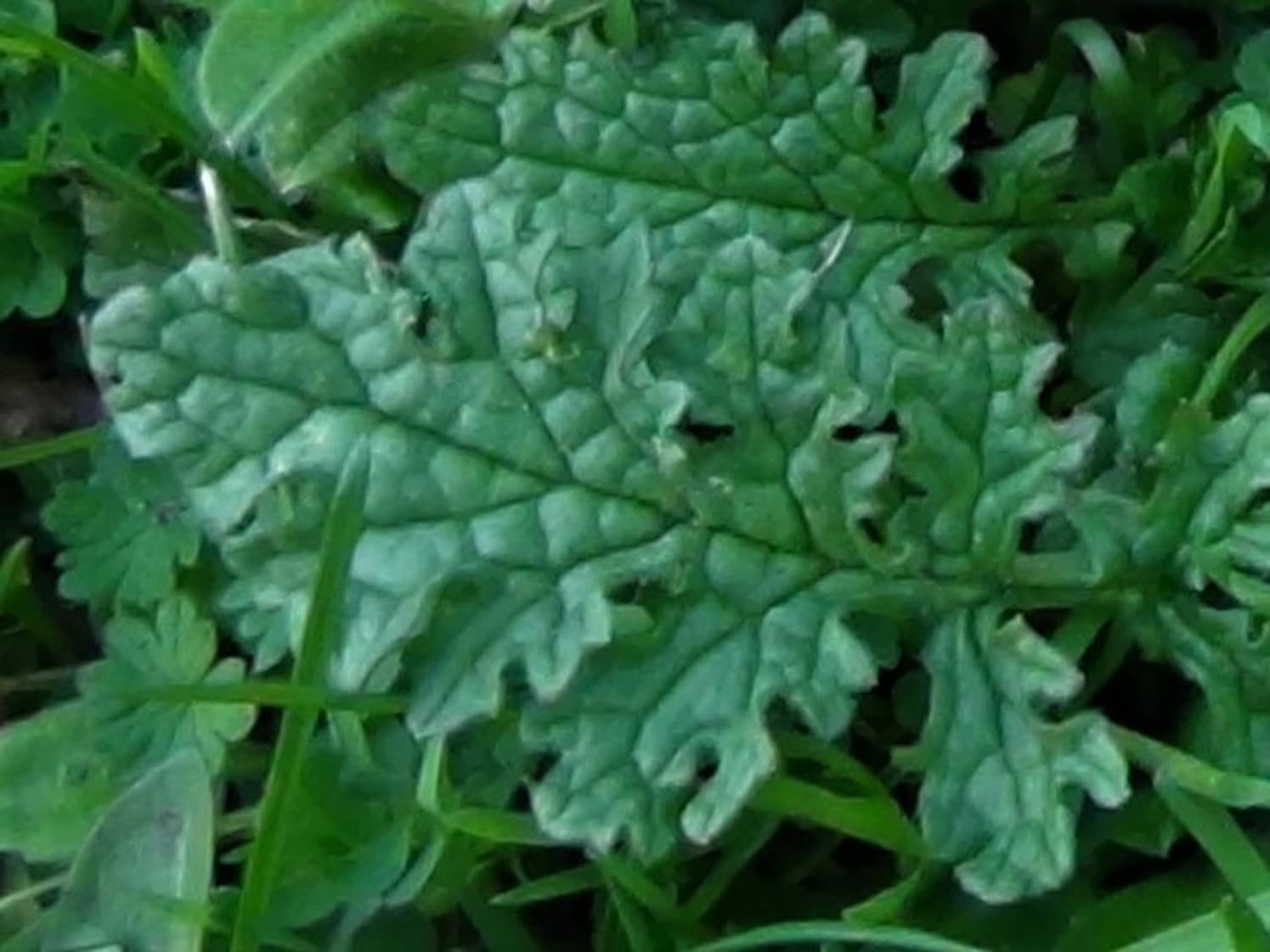 Ragwort Problems? How to Control & Kill This Poisonous Plant