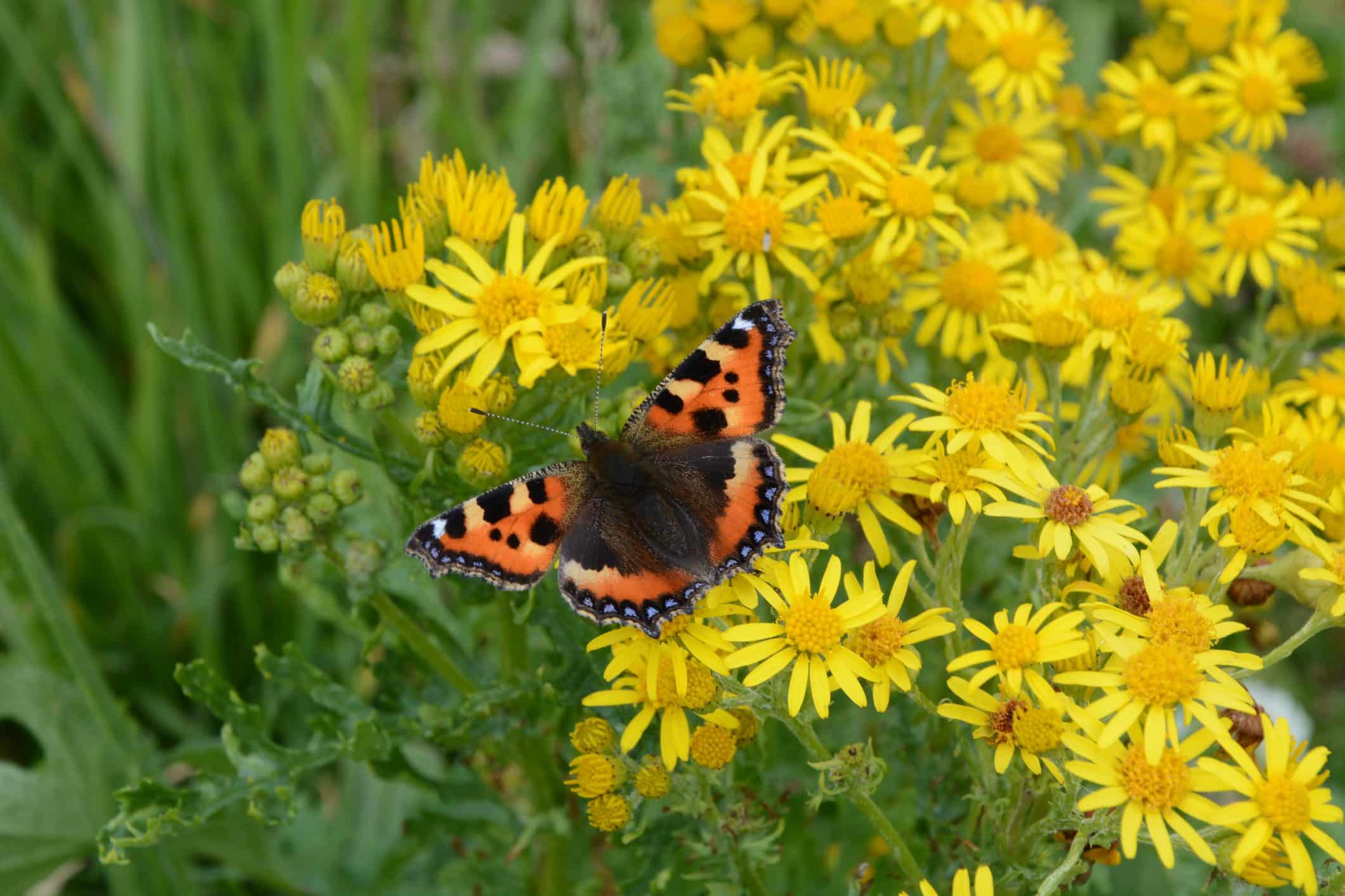Ragwort Problems? How to Control & Kill This Poisonous Plant