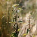Nettle Killers: Get Rid of Stinging Plants (Forever) Naturally or?