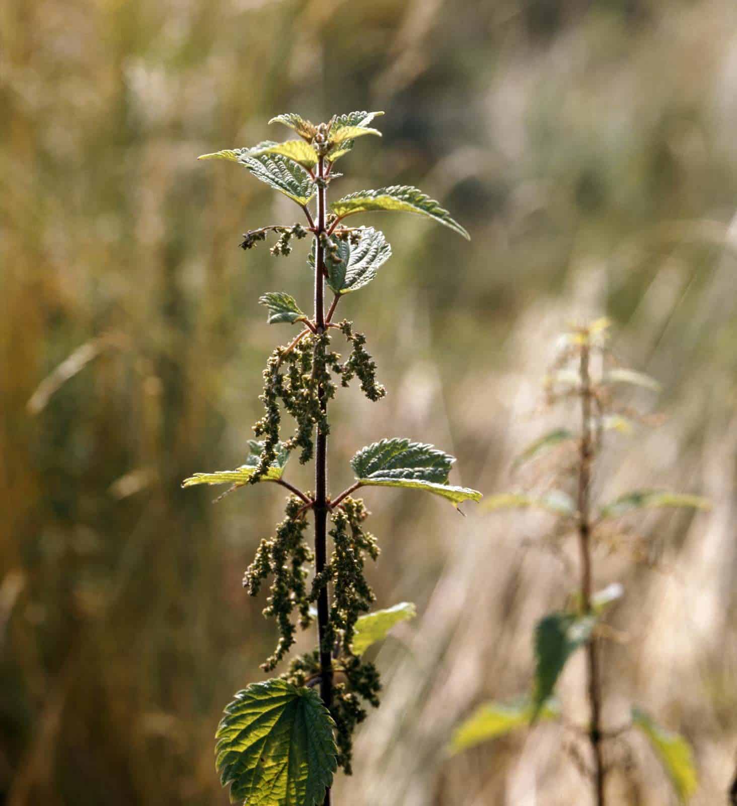 Nettle Killers: Get Rid of Stinging Plants (Forever) Naturally or?