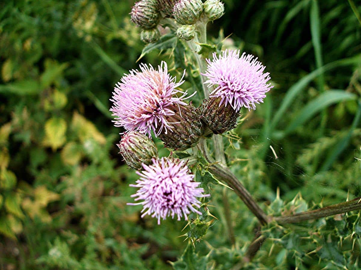 Killing Thistles & Their Roots (Easiest Ways to do it)