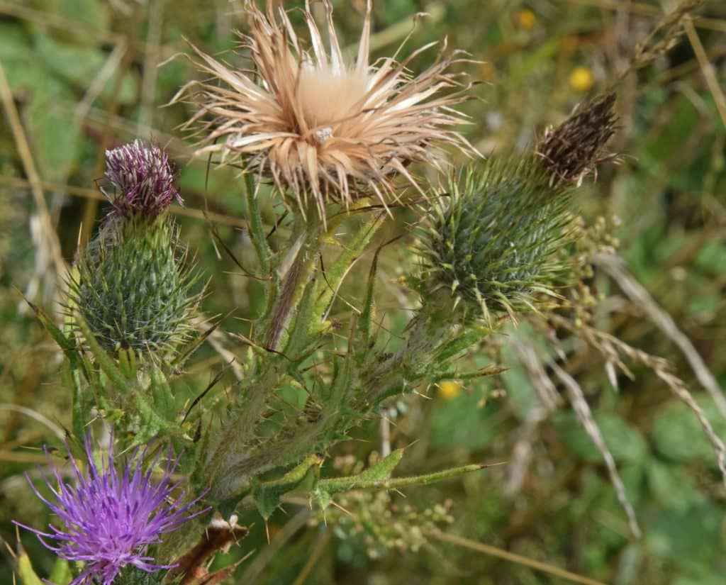 Killing Thistles & Their Roots (Easiest Ways to do it)