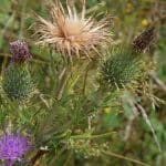 Killing Thistles & Their Roots (Easiest Ways to do it)