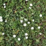 Killing Bindweed : Easy & Permanent Eradication Methods