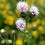Killing Thistles & Their Roots (Easiest Ways to do it)