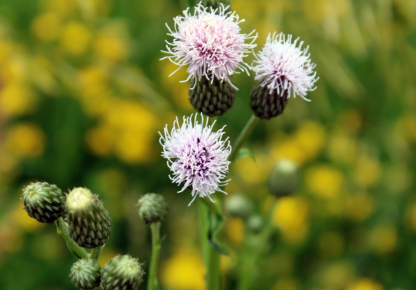 Killing Thistles & Their Roots (Easiest Ways to do it)